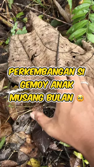 brother musang x tiup kaleng