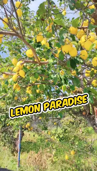 lemon paradise thai