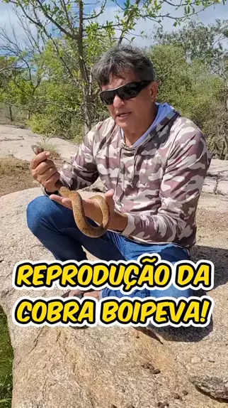 mariaeogarotinho:reprodução da cobra boipeva!