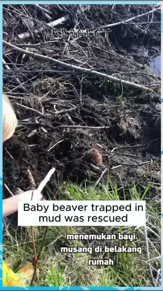 nonton brother musang