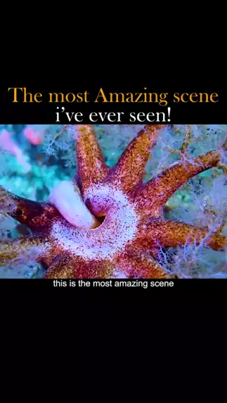 super cucumber stardew fish pond | Discover