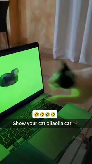 oiiaoiia cat gif & oiiaoiia cat meme| Discover