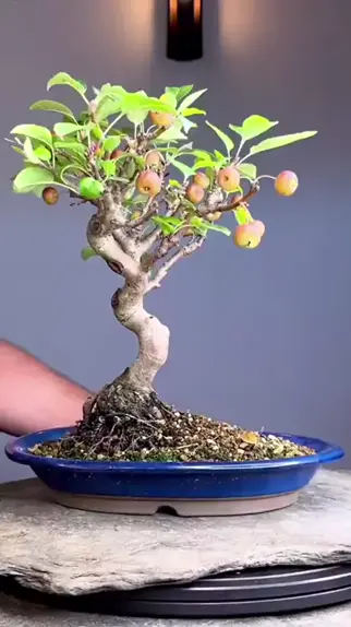 bonsai waru merah | Discover