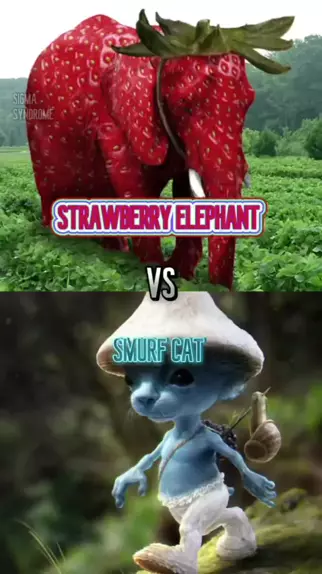 strawberry meme cat | Discover