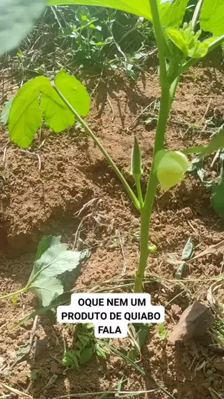 How to Plant a Small Quibo Plant and See Results Q ...| Kwai